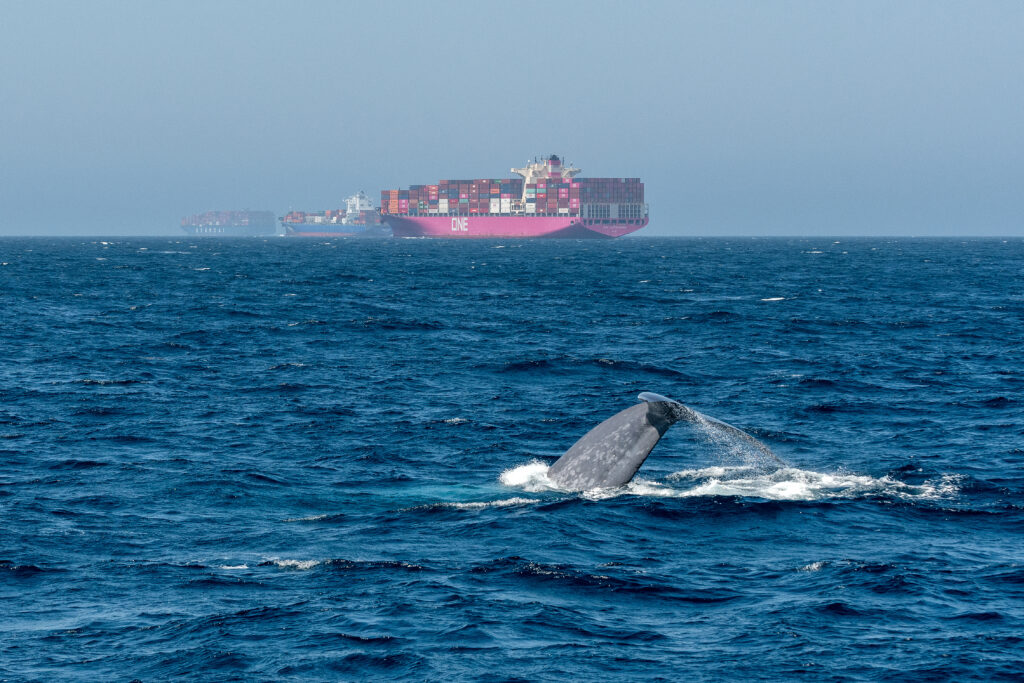 WSC Offers Seafarers The First Global Whale Chart | Shipping news ...
